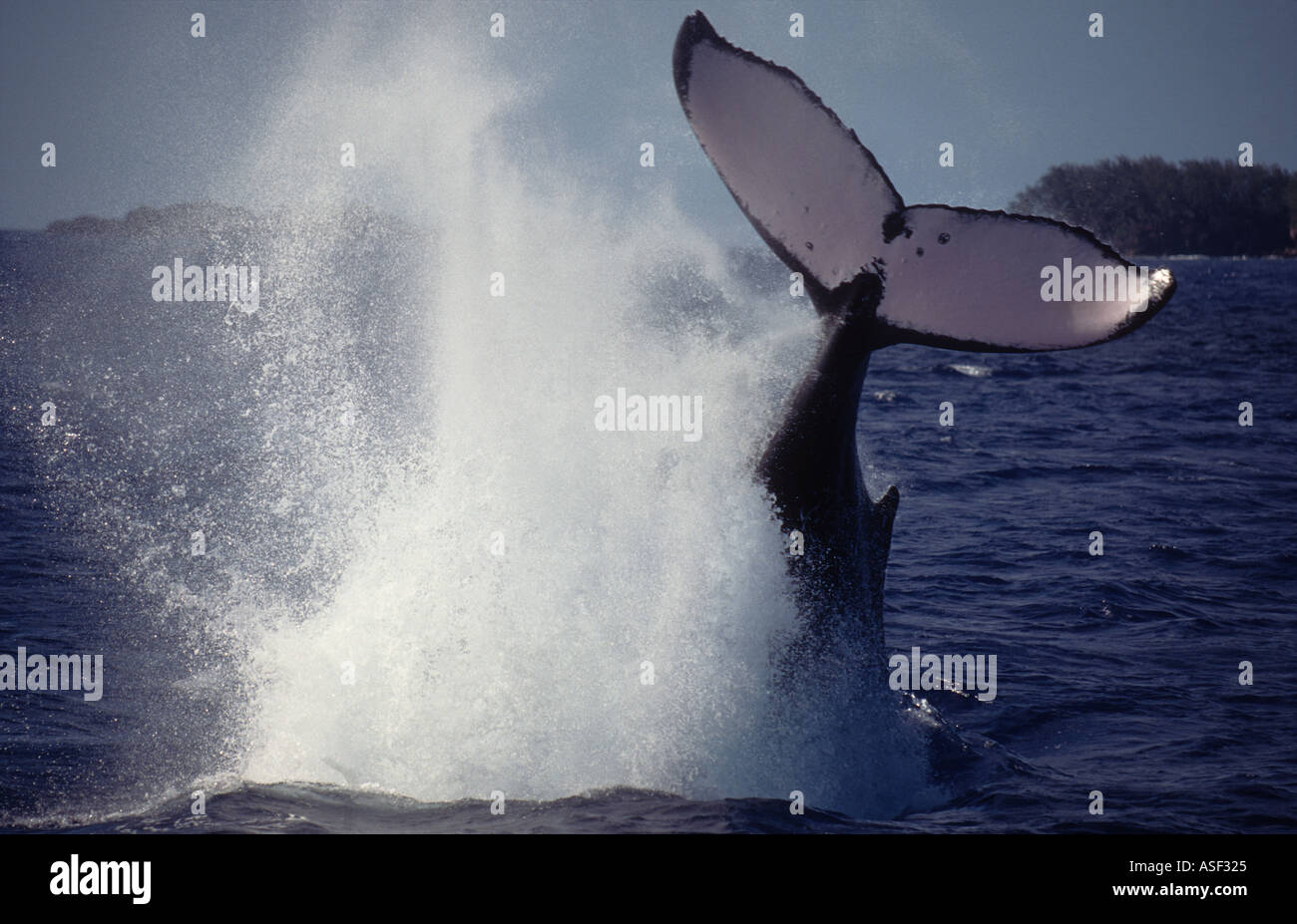 Humpback whale Megaptera novaeangliae lobtailing tail slapping ...