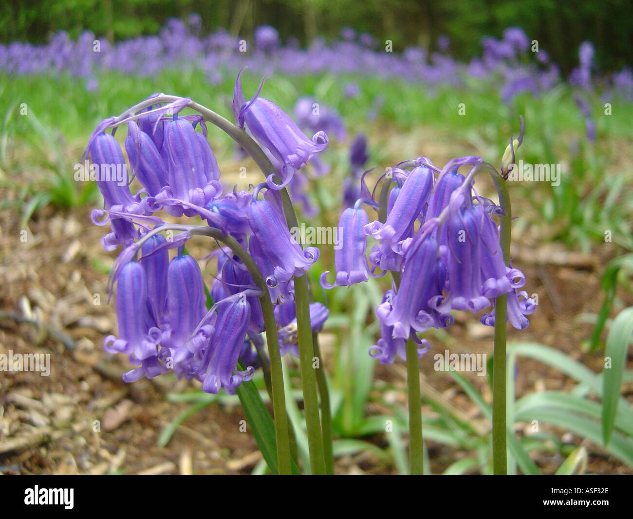 Wild woodland Blue Bells Stock Photo - Alamy