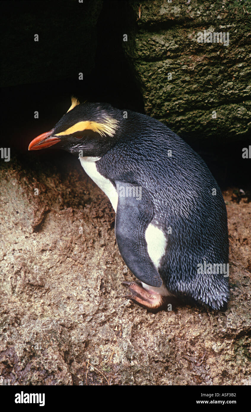 Fiordland crested penguin Eudyptes pachyrhynchus Solander Island New ...