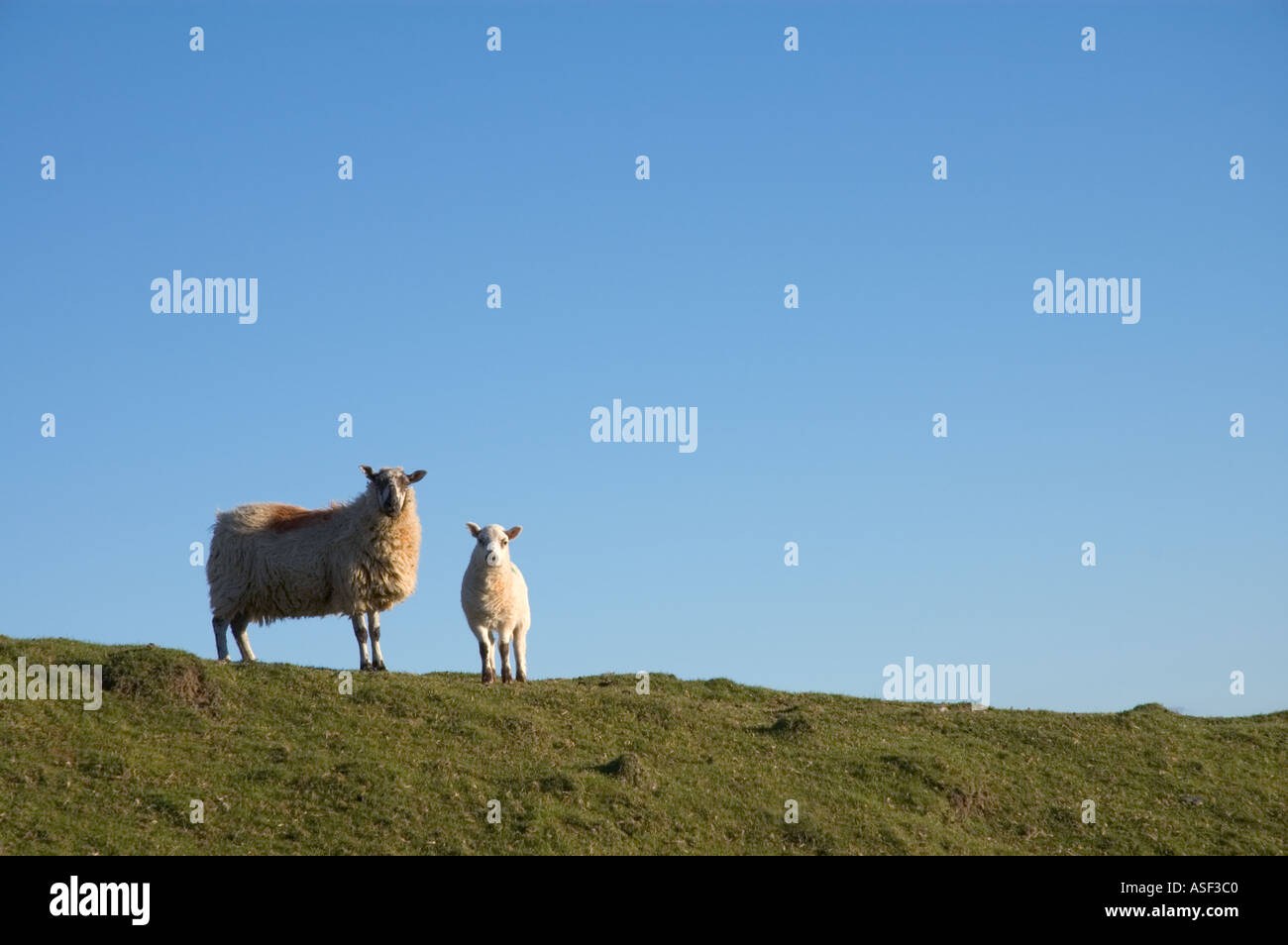 Welsh sheep scenery hi-res stock photography and images - Alamy