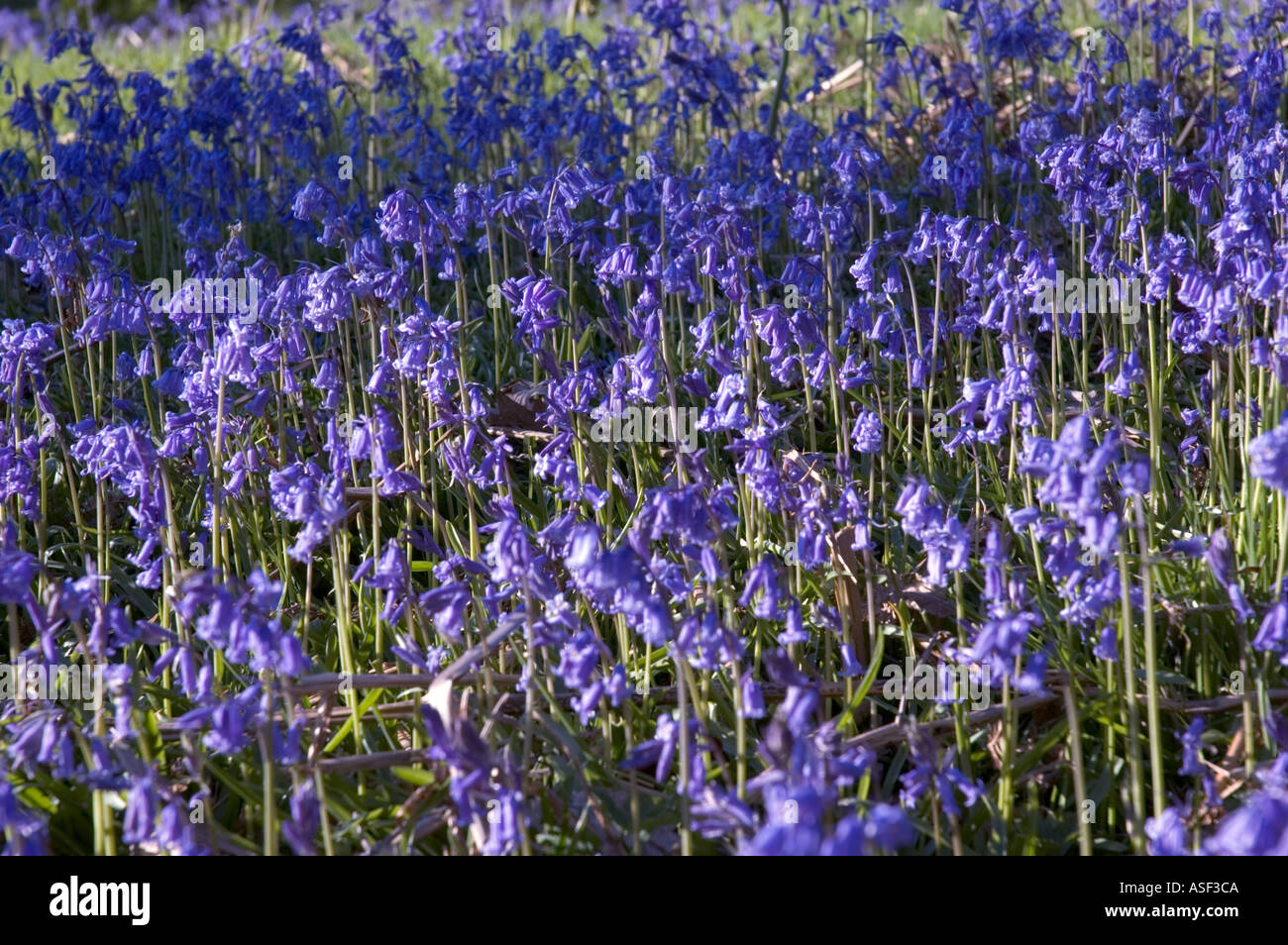 Mid wales bluebells hi-res stock photography and images - Alamy