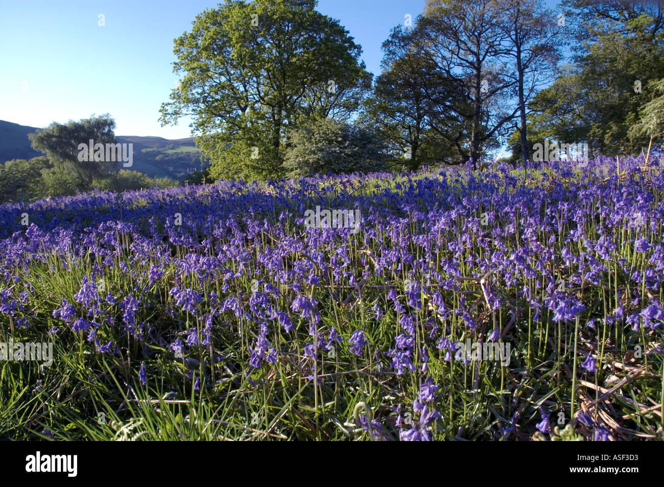 Mid wales bluebells hi-res stock photography and images - Alamy