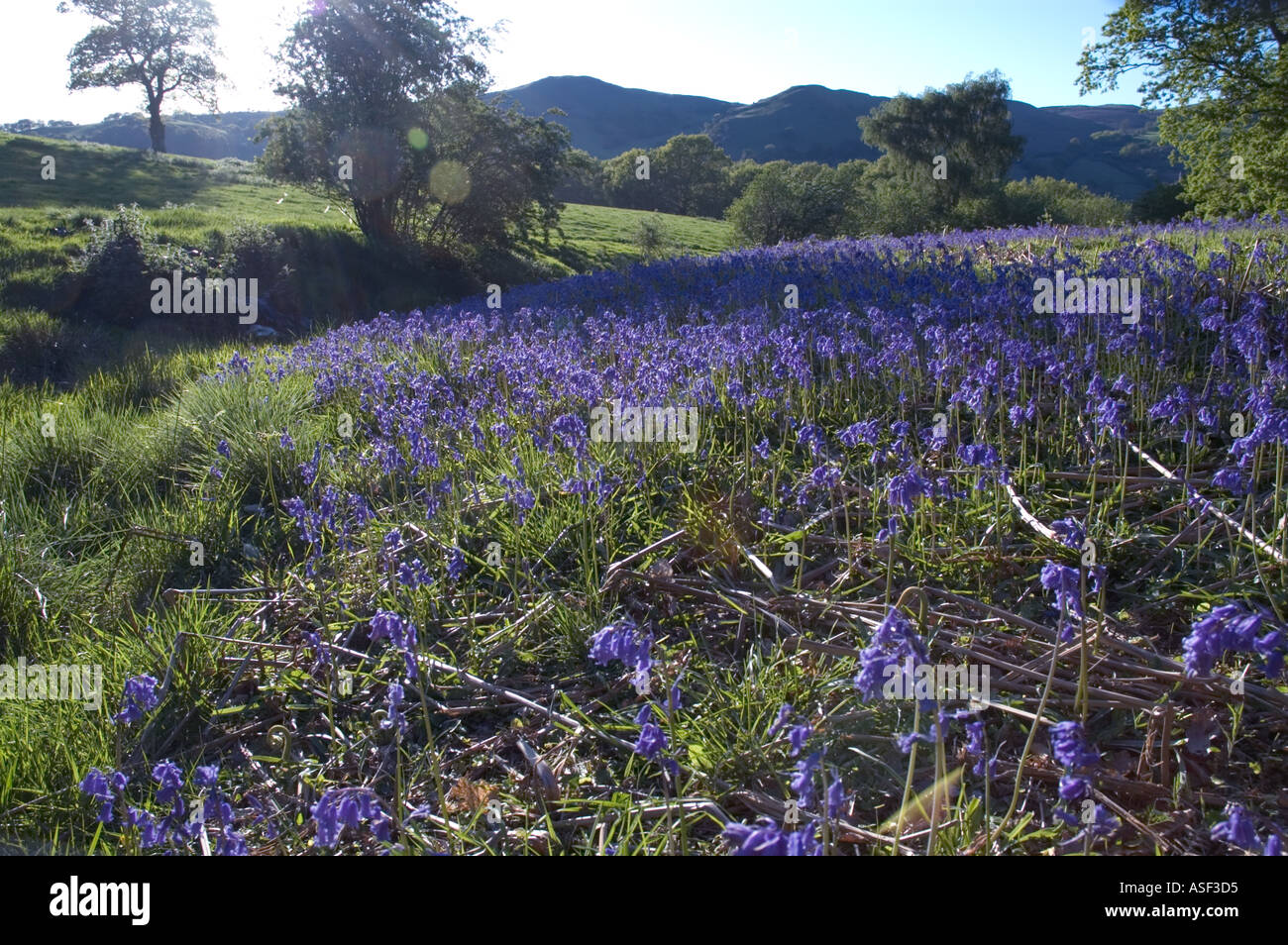 Mid wales bluebells hi-res stock photography and images - Alamy