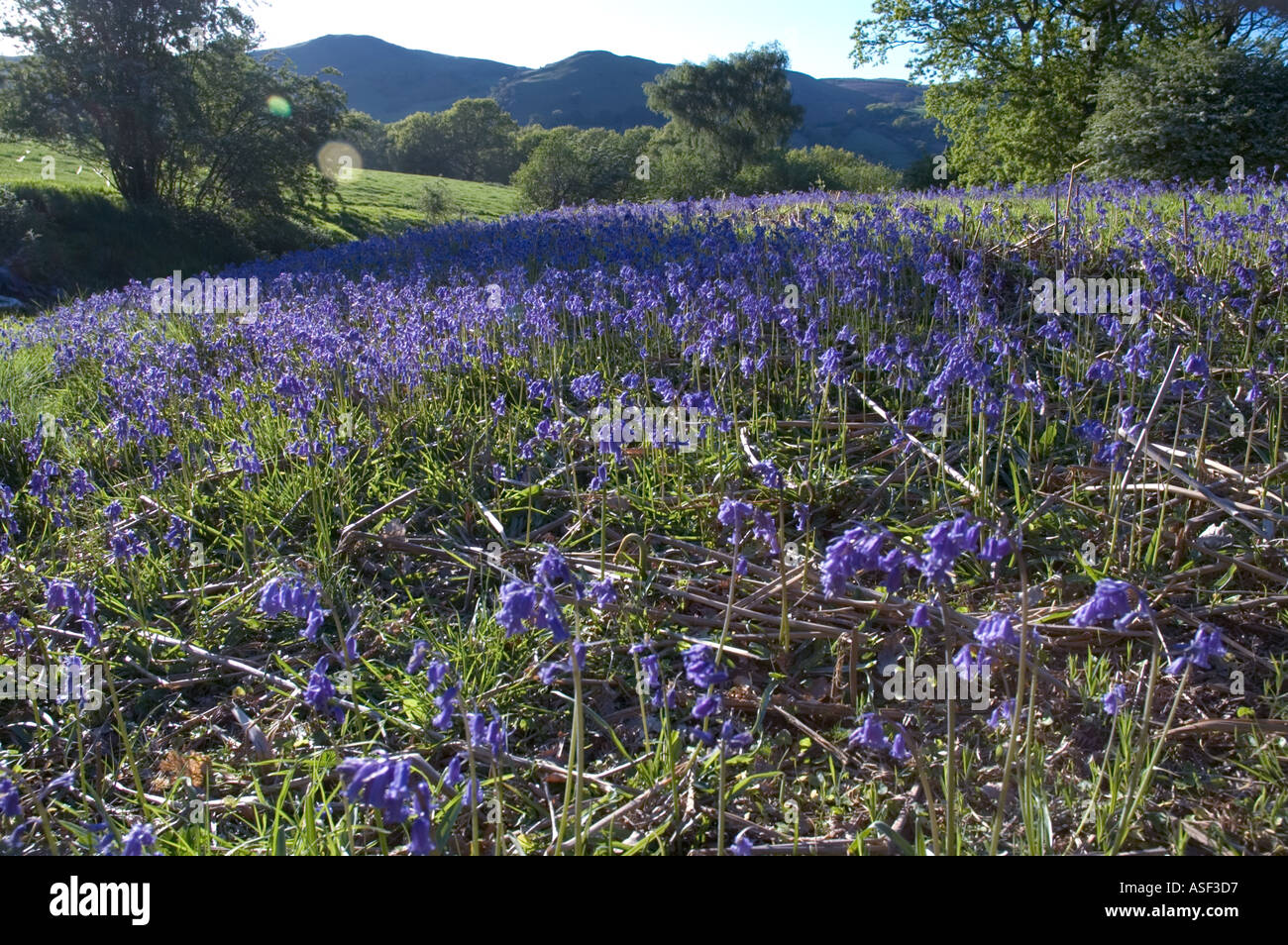 Mid wales bluebells hi-res stock photography and images - Alamy