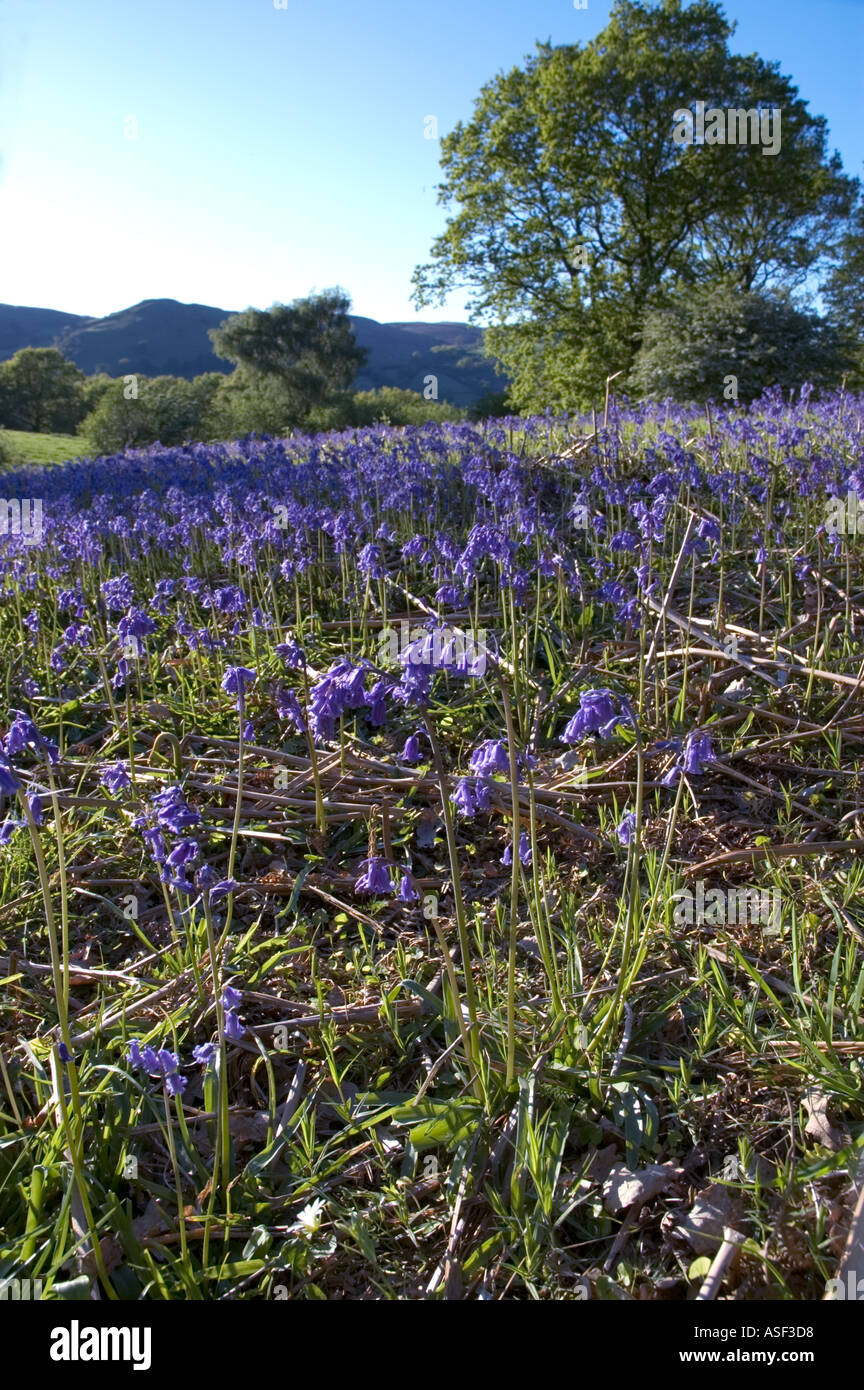 Bluebells in a bluebell wood, Powys, Wales, UK Stock Photo - Alamy