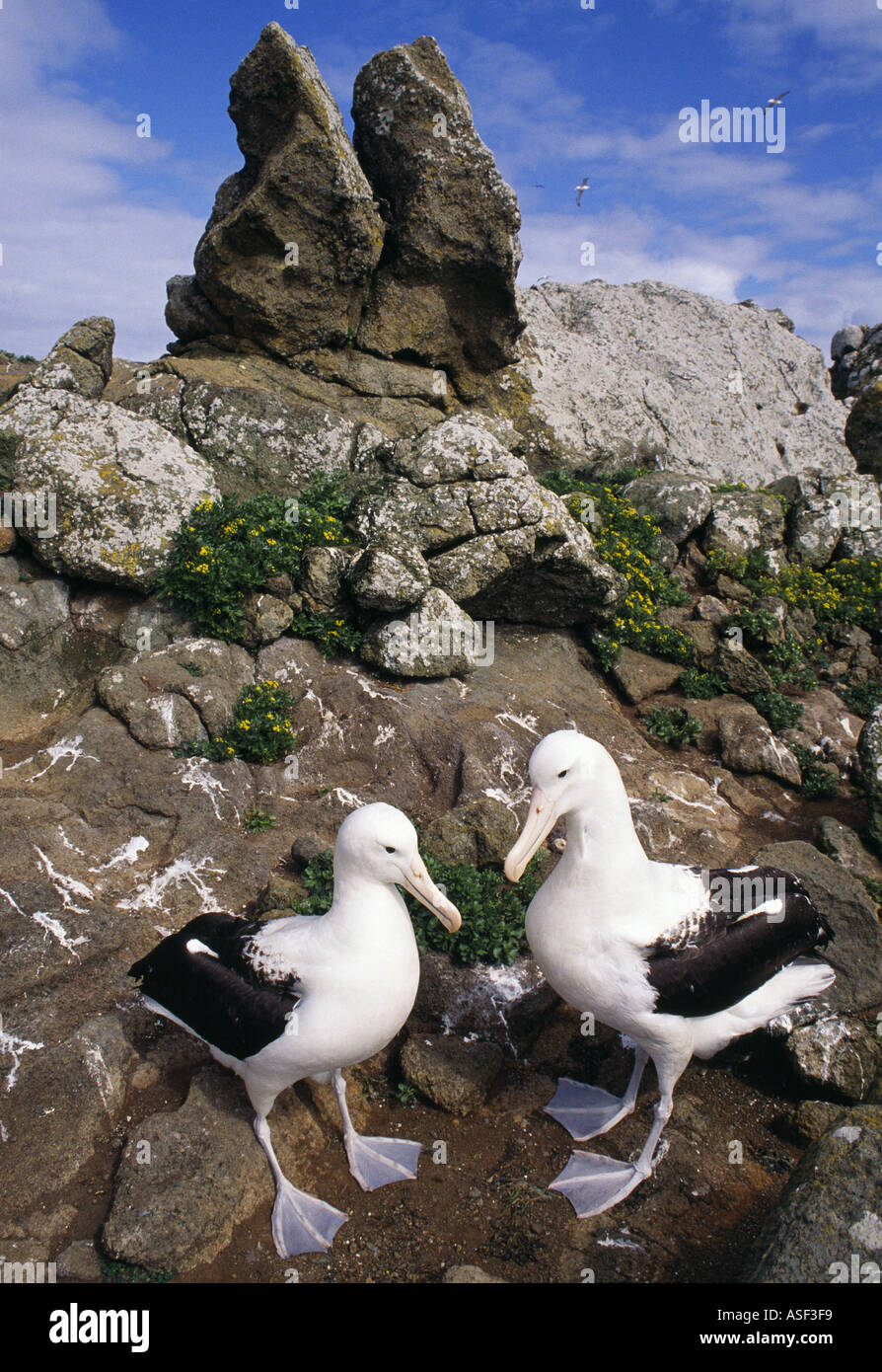 Northern Royal Albatross Diomedea epomophora sanfordi engaged pair ...