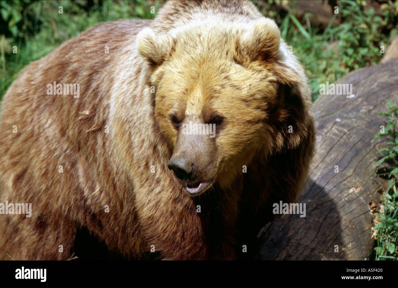European Brown Bear, Ursus arctos, Ursidae. Europe Stock Photo - Alamy