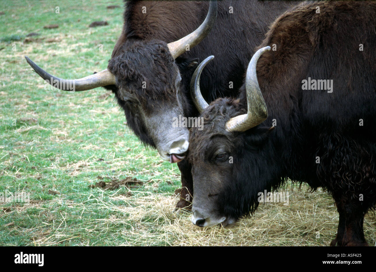 Gaur or Indian Bison, Bos gaurus, Bovidae Stock Photo - Alamy