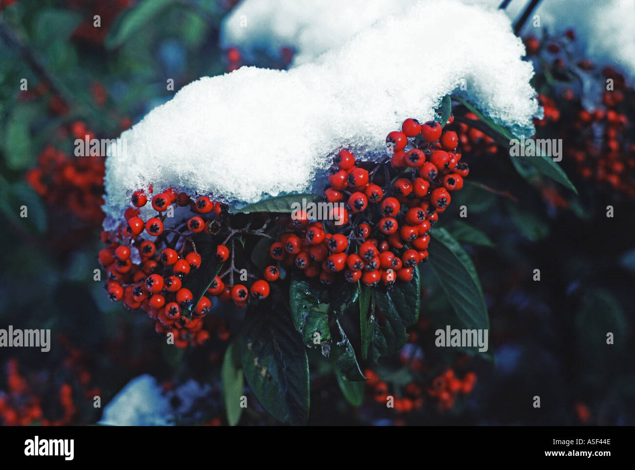 Dunedin new zealand winter hi-res stock photography and images - Alamy
