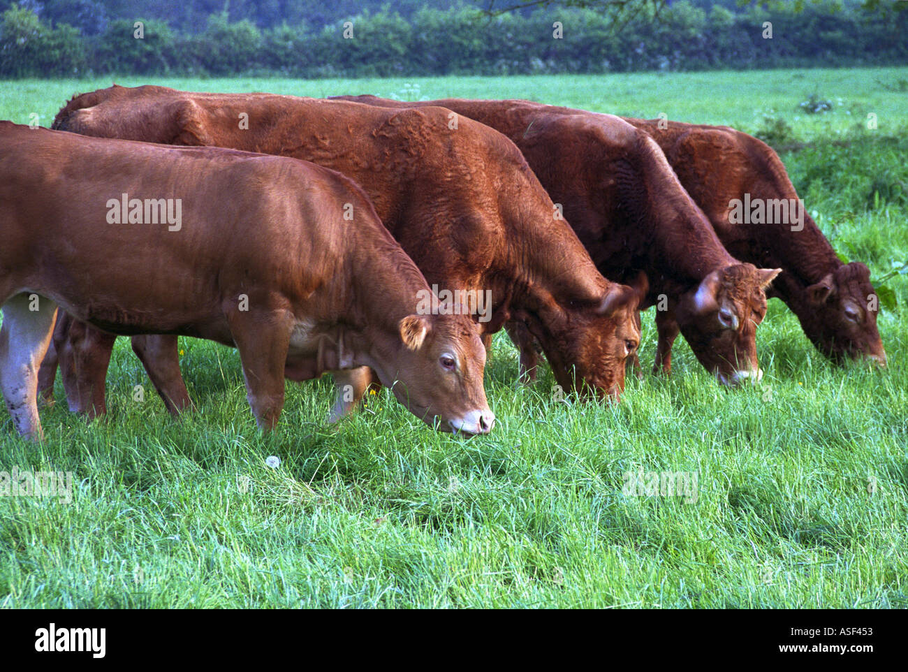 Lush grass field with cows hi-res stock photography and images - Alamy