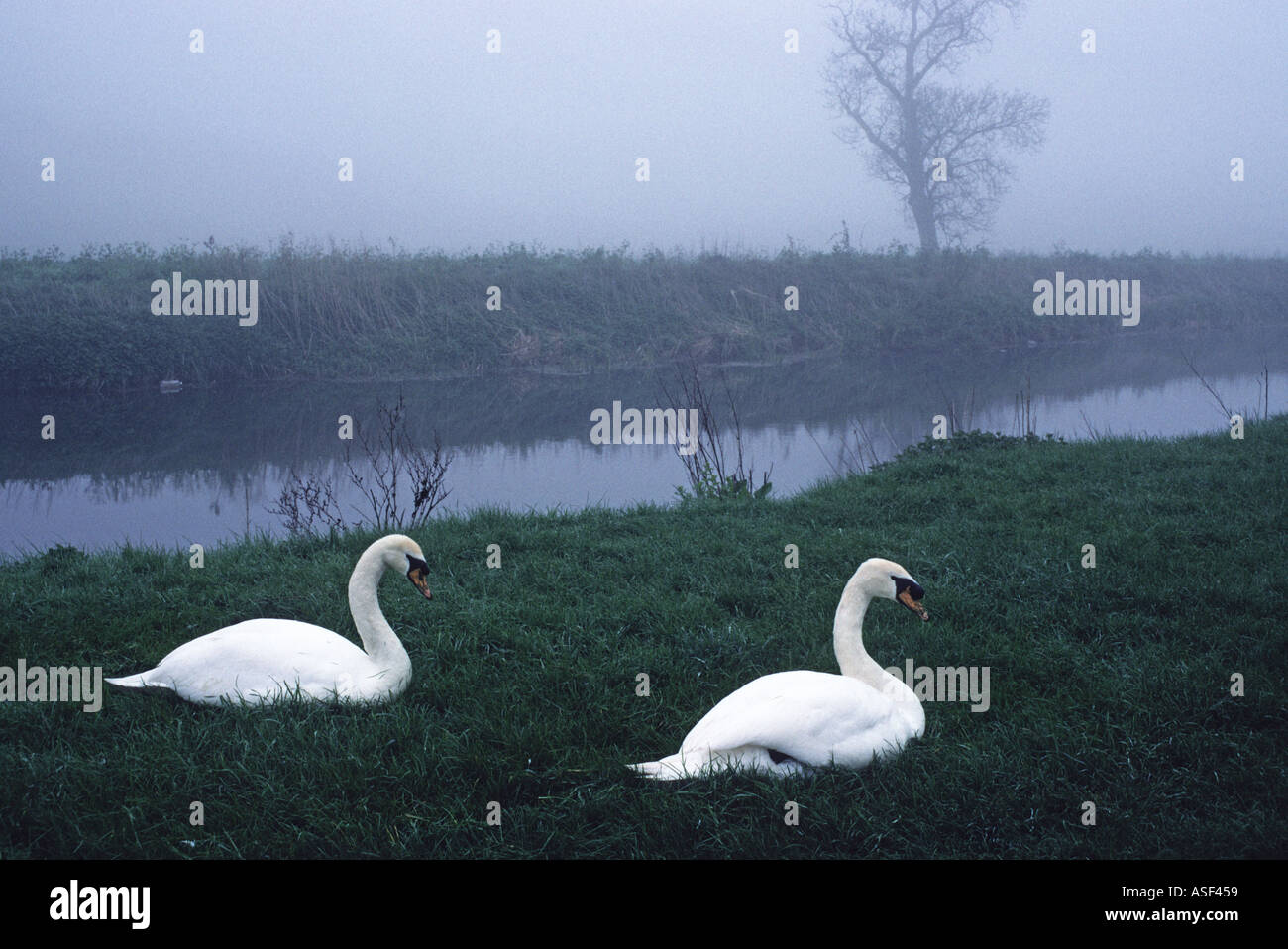 Cambridge England River Swan High Resolution Stock Photography and ...