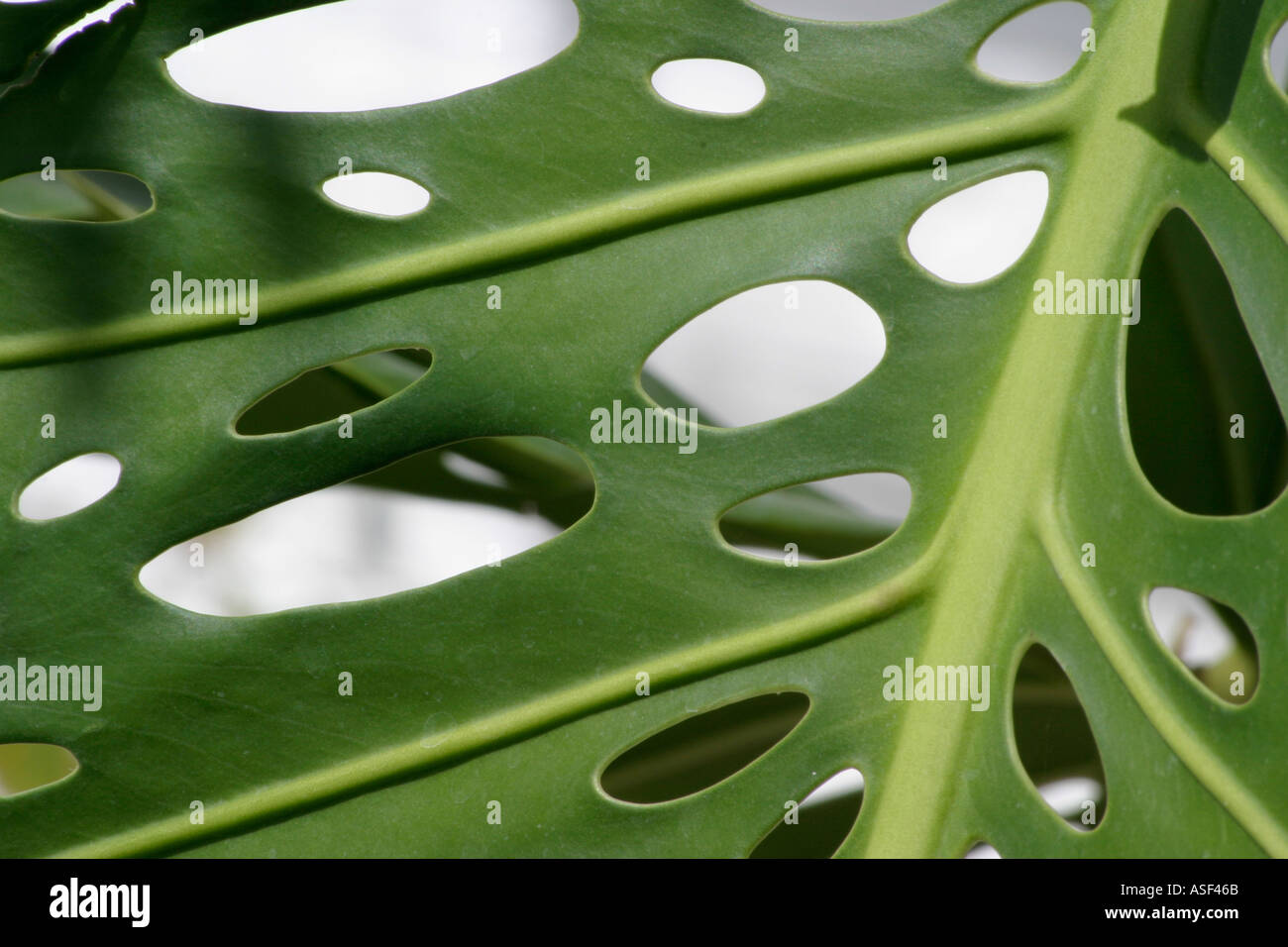 Leaf with Holes Stock Photo - Alamy