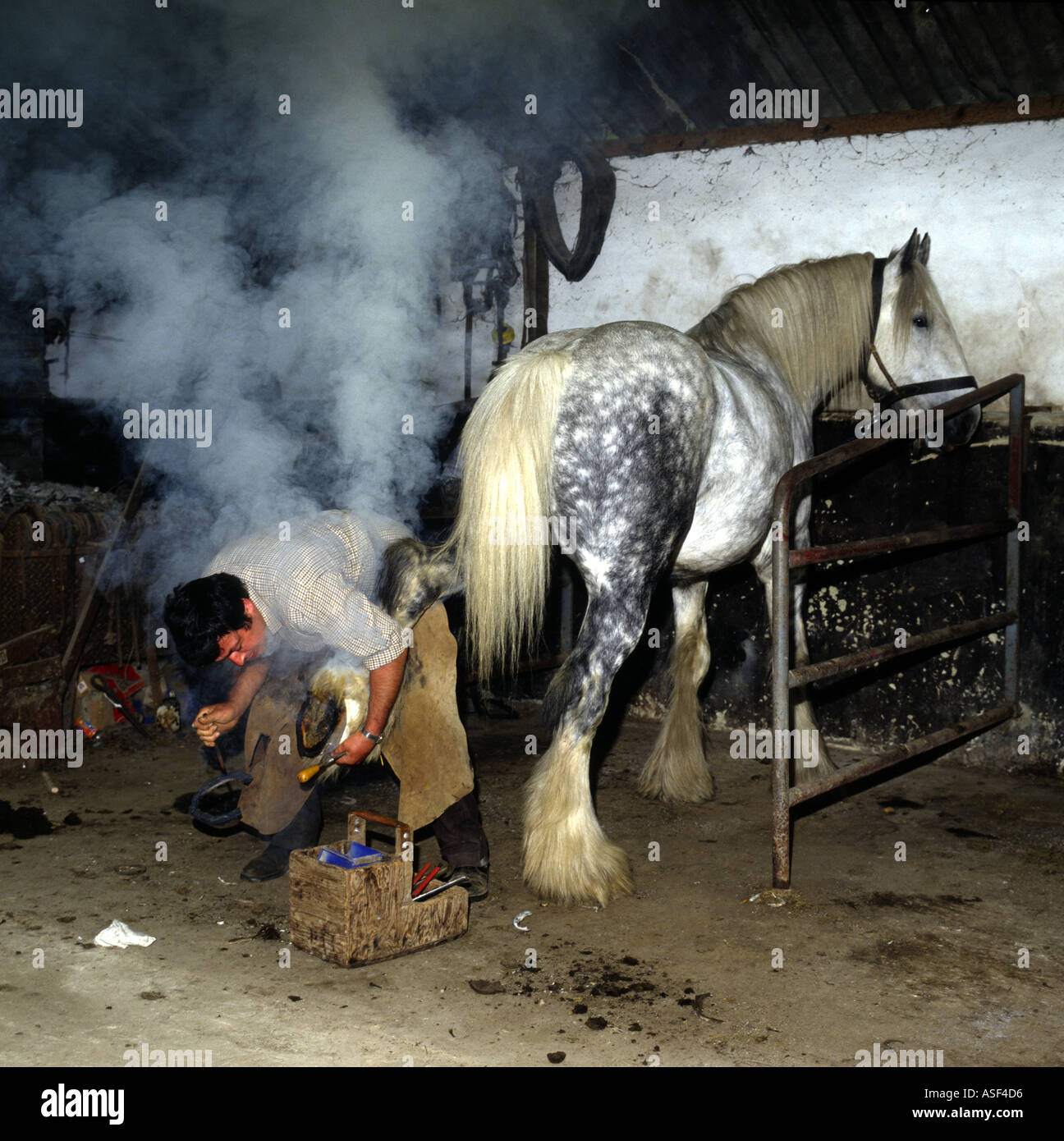 Farrier Shoeing a White Horse in Blacksmith Shop southern England UK ...