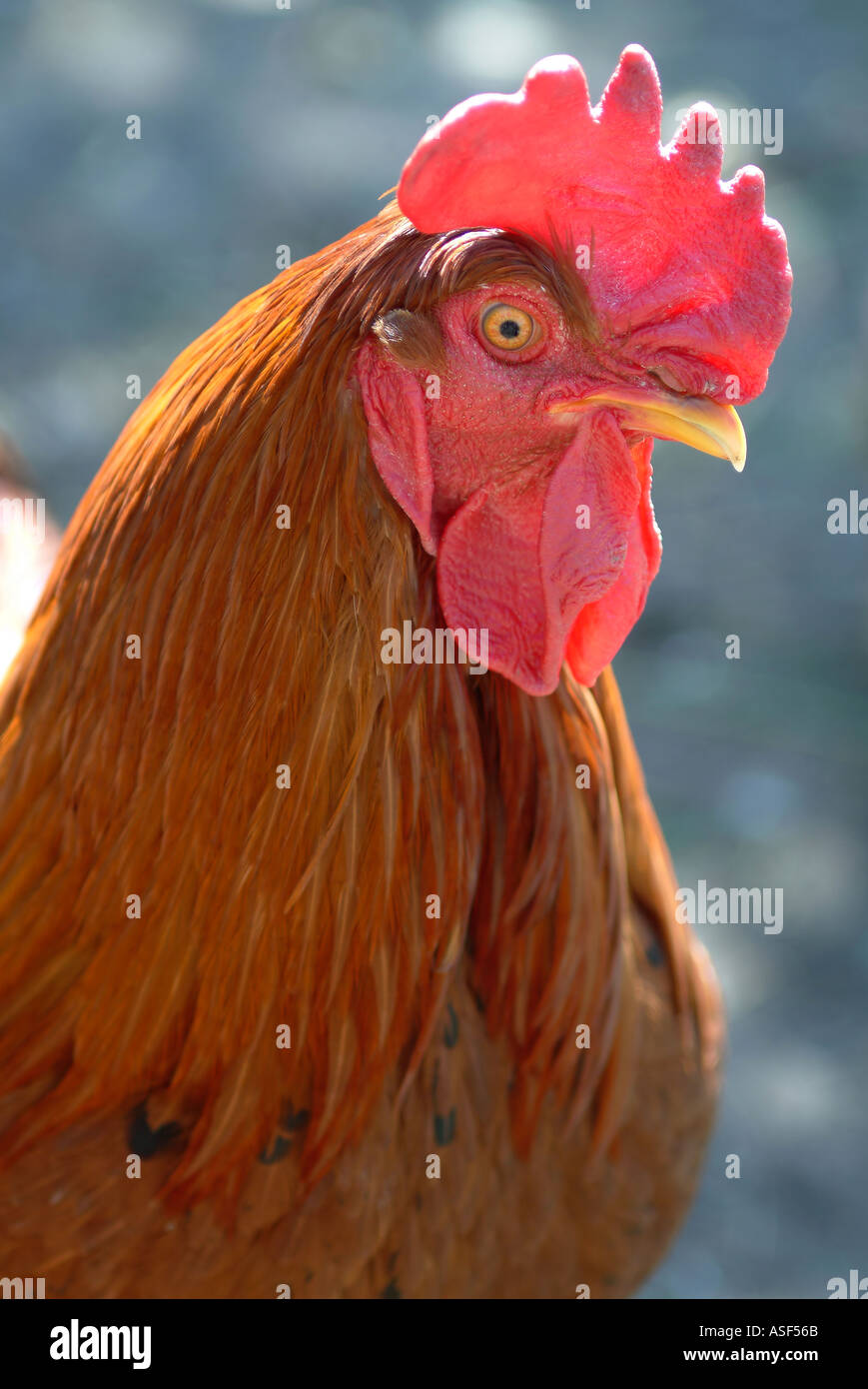 Red rooster hi-res stock photography and images - Alamy