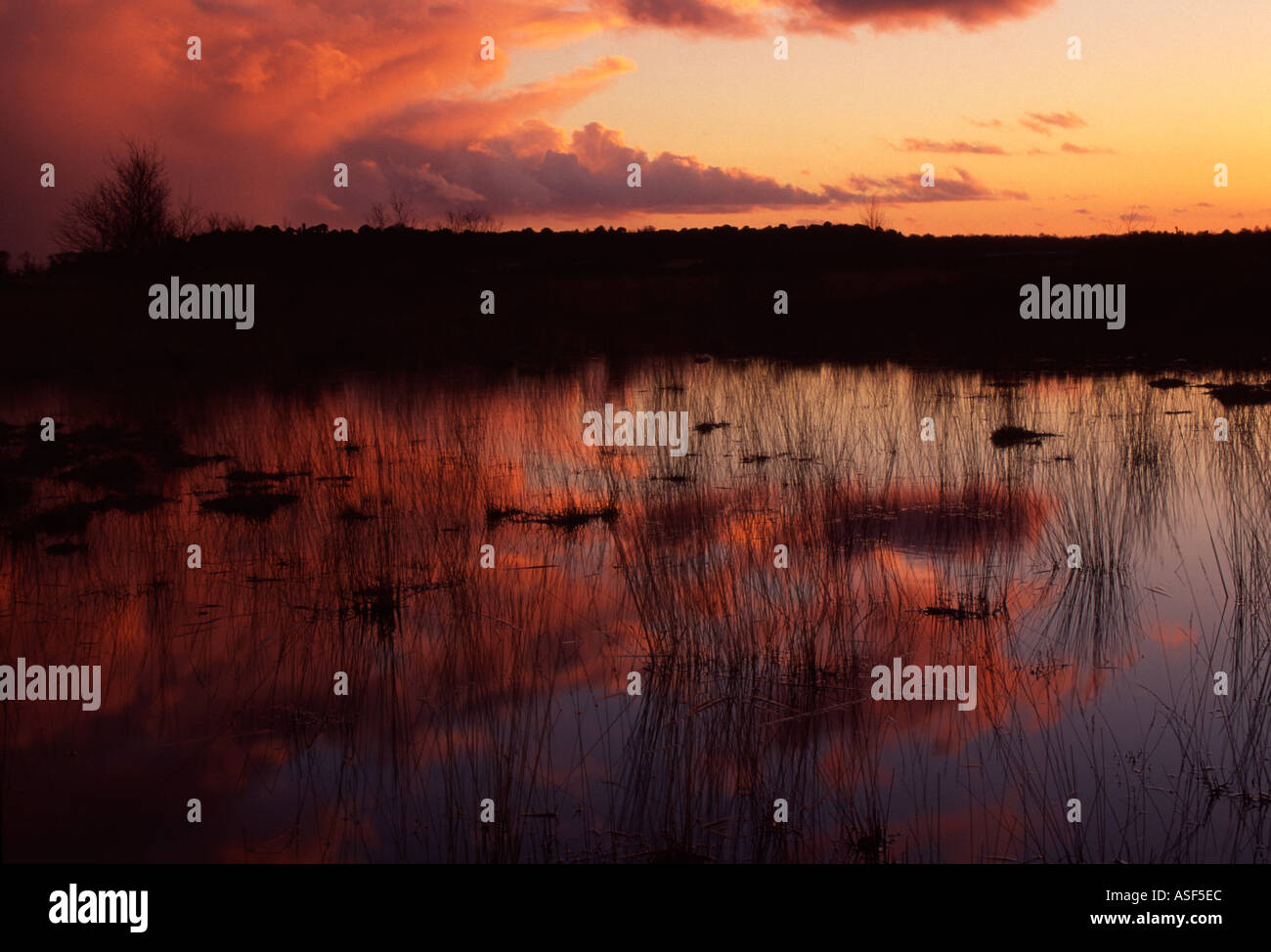 Chobham Common Surrey UK Stock Photo - Alamy