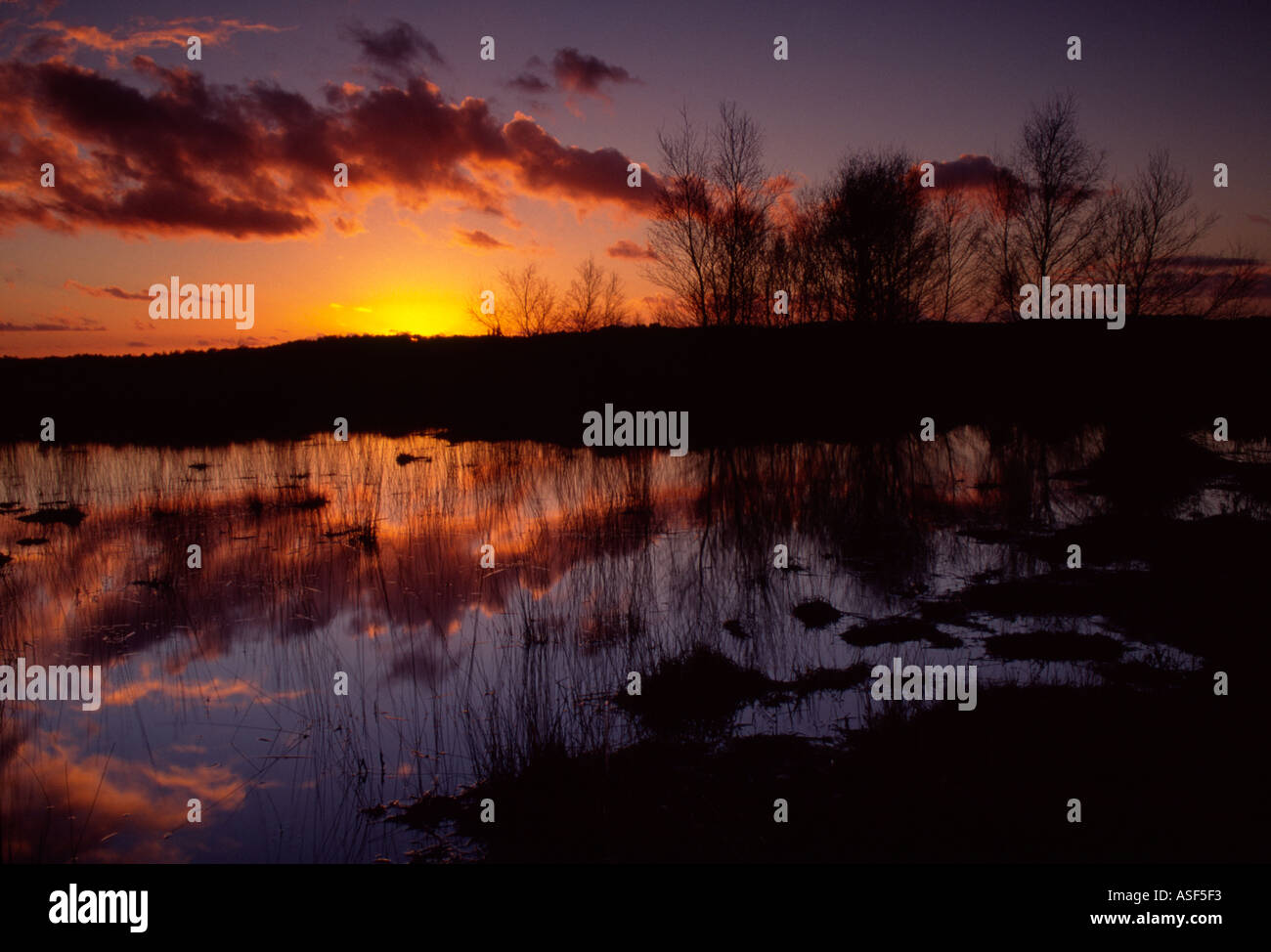 Chobham common surrey hi-res stock photography and images - Alamy