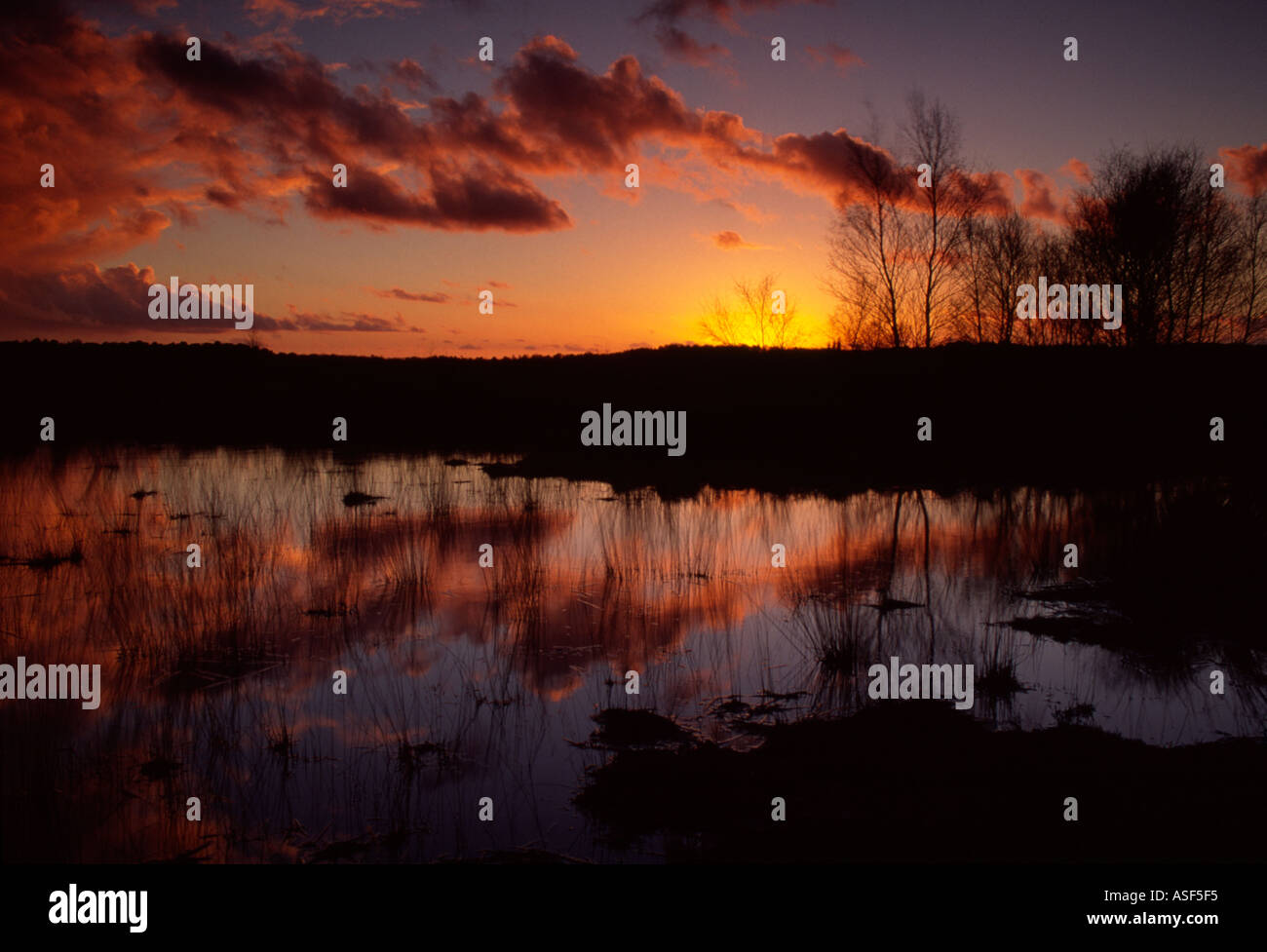 Chobham Common Surrey UK Stock Photo - Alamy