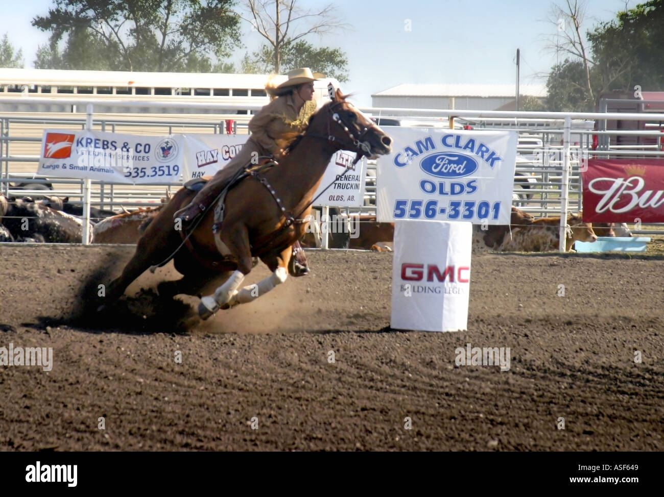 Canadian Rodeo Barrel Racer Stock Photo - Alamy