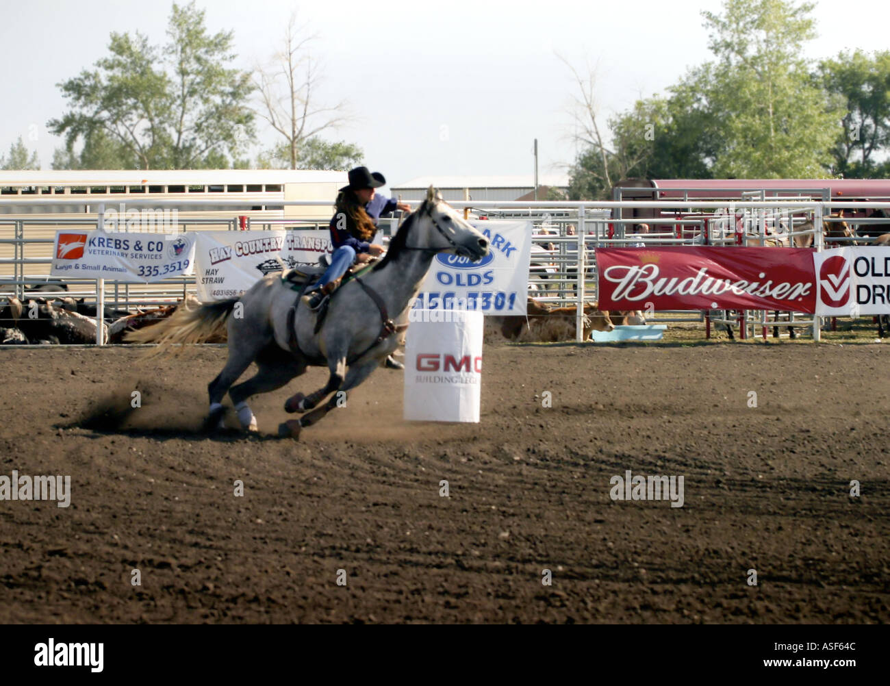 Canadian Rodeo Barrel Racer Stock Photo - Alamy
