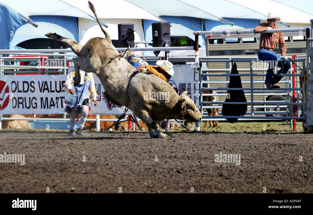 Canadian Bareback Bull Rider Stock Photo - Alamy