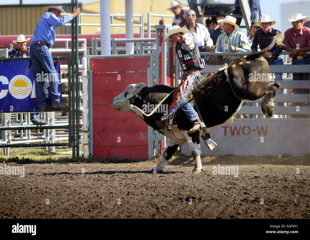 Canadian Bareback Bull Rider Stock Photo - Alamy