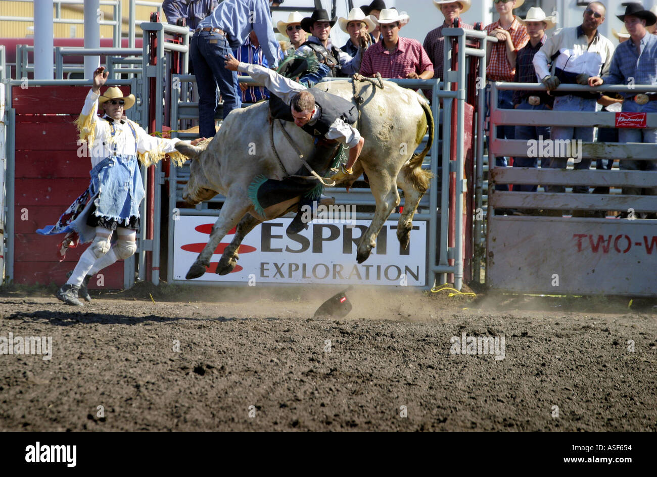 Canadian Bareback Bull Rider Stock Photo - Alamy