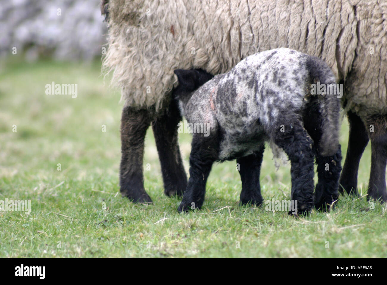 Nursing lamb hi-res stock photography and images - Alamy