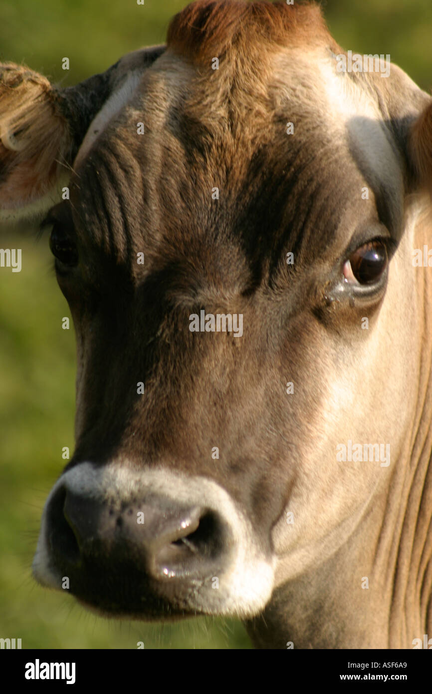 Jersey cow Channel Islands UK Stock Photo - Alamy
