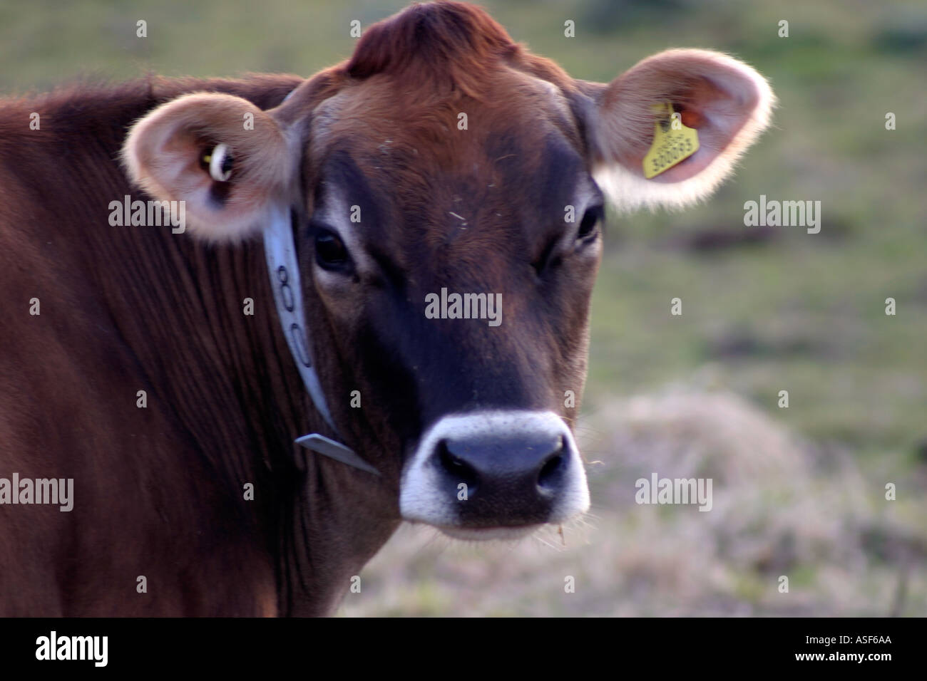 Jersey Cow Channel Islands UK Stock Photo - Alamy