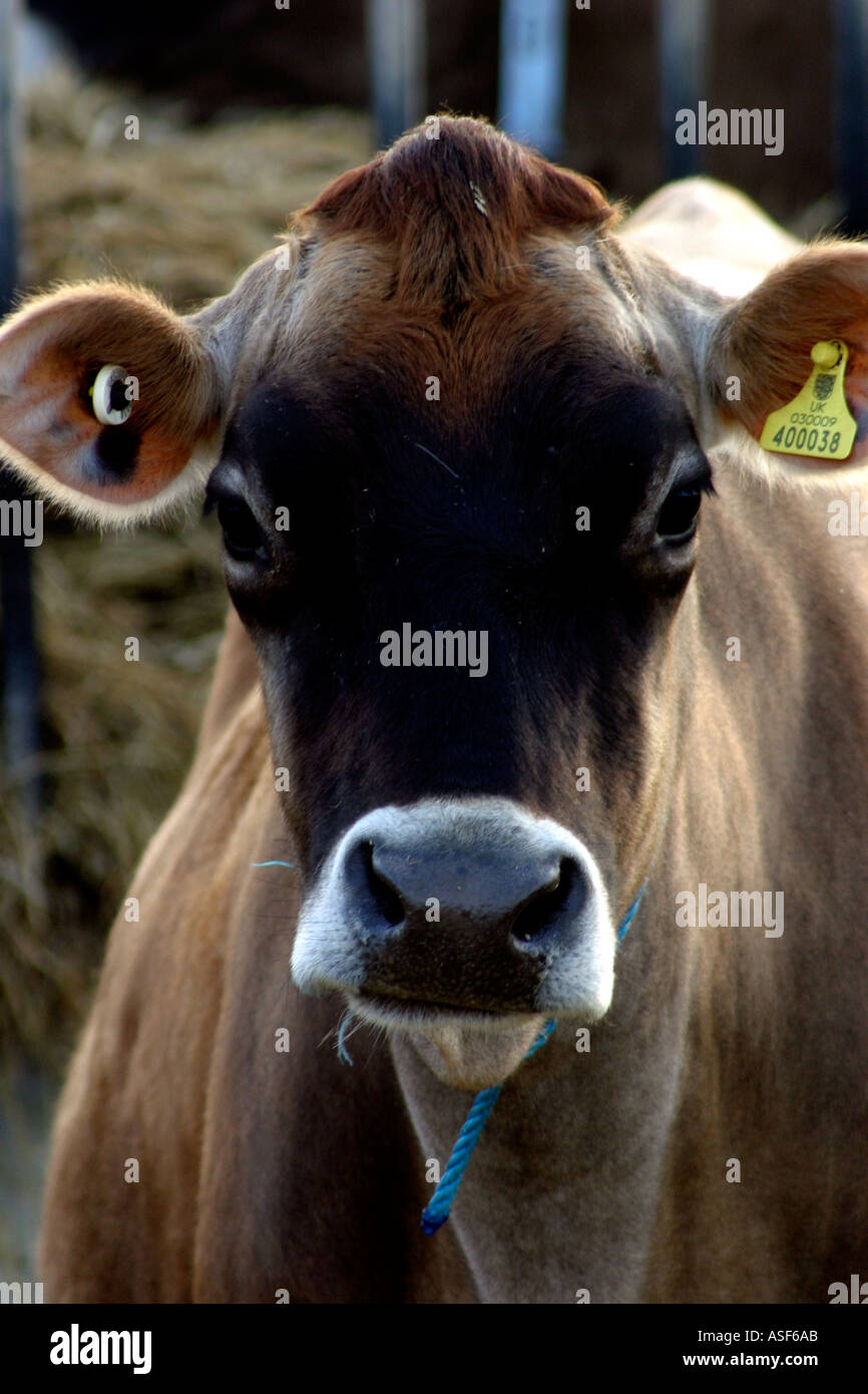 Jersey Cow Channel Islands UK Stock Photo - Alamy