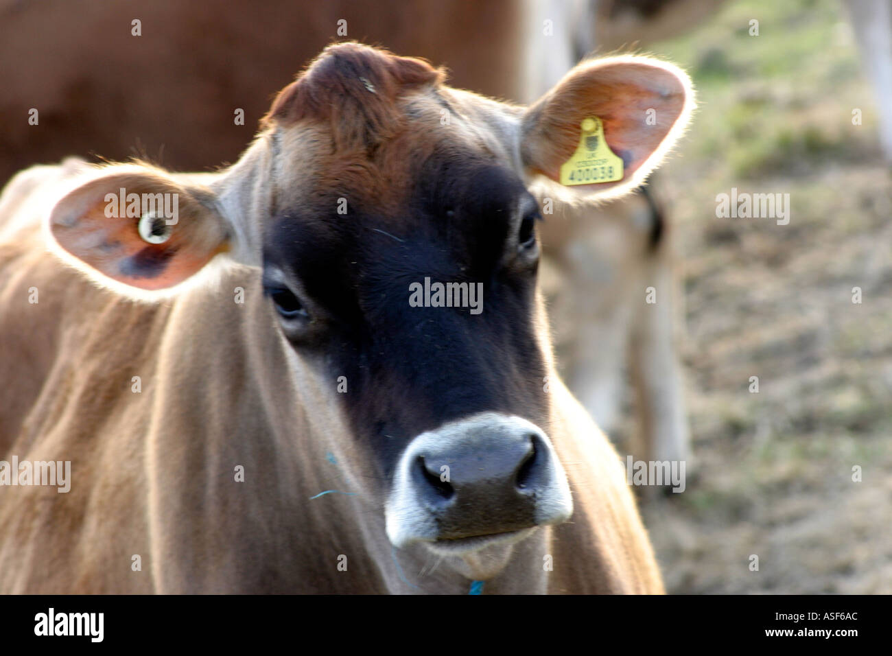 Jersey Cow Channel Islands UK Stock Photo - Alamy