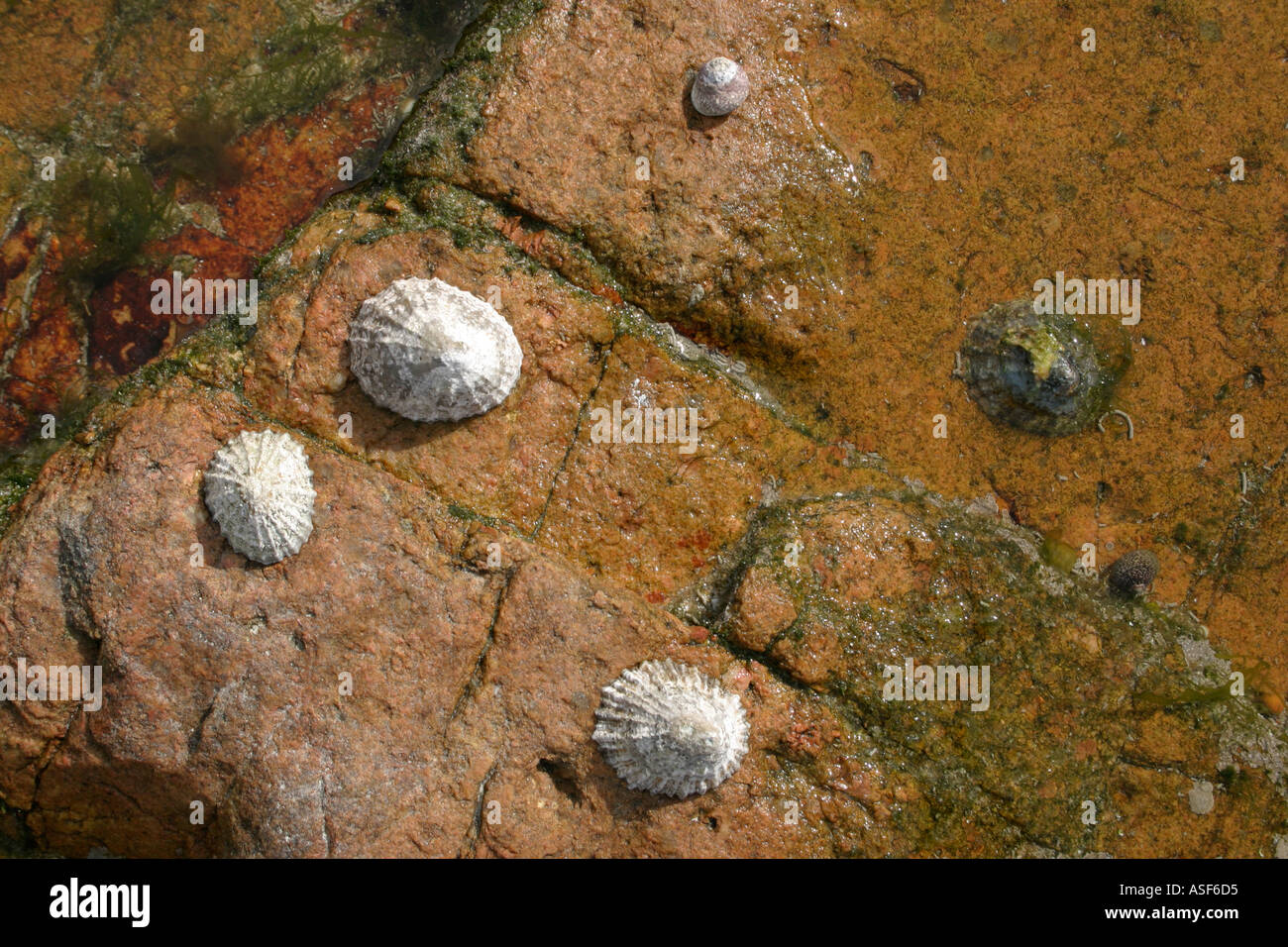 Limpets in an intertidal zone hi-res stock photography and images - Alamy