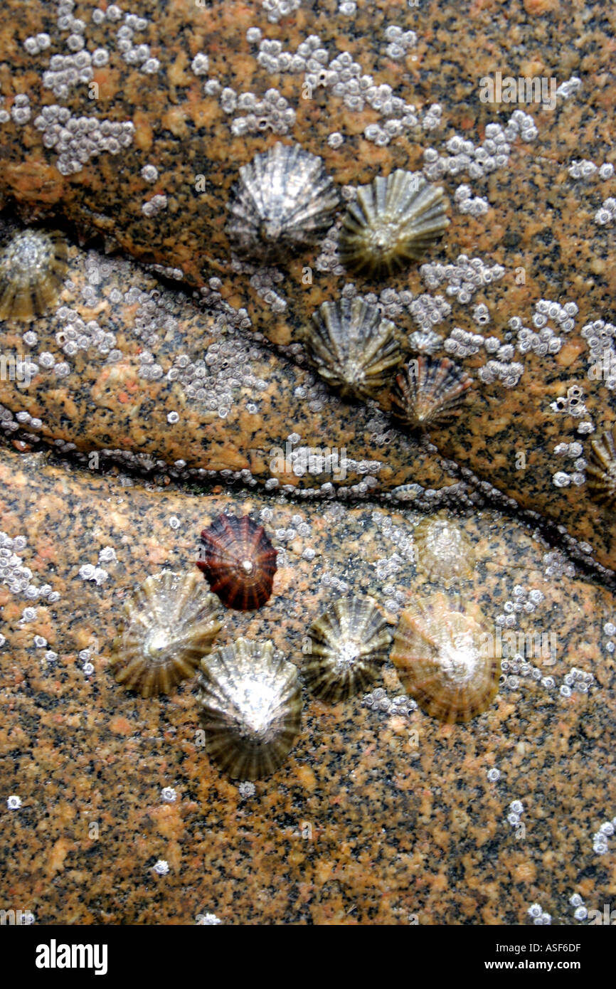 Limpets Clamped to Granite Rock in the Intertidal Zone Stock Photo - Alamy
