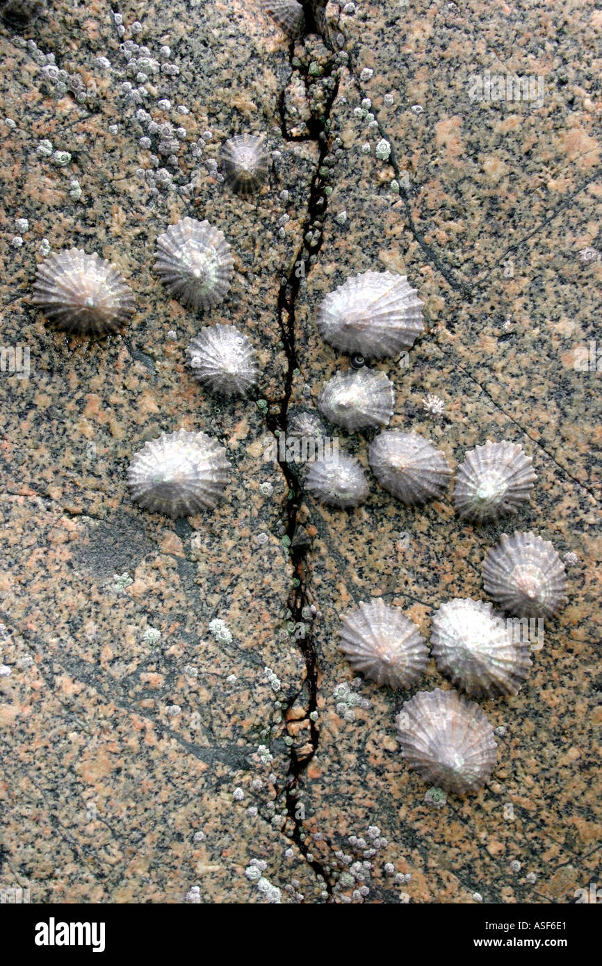 Limpets Clamped to Granite Rock in the Intertidal Zone Stock Photo - Alamy