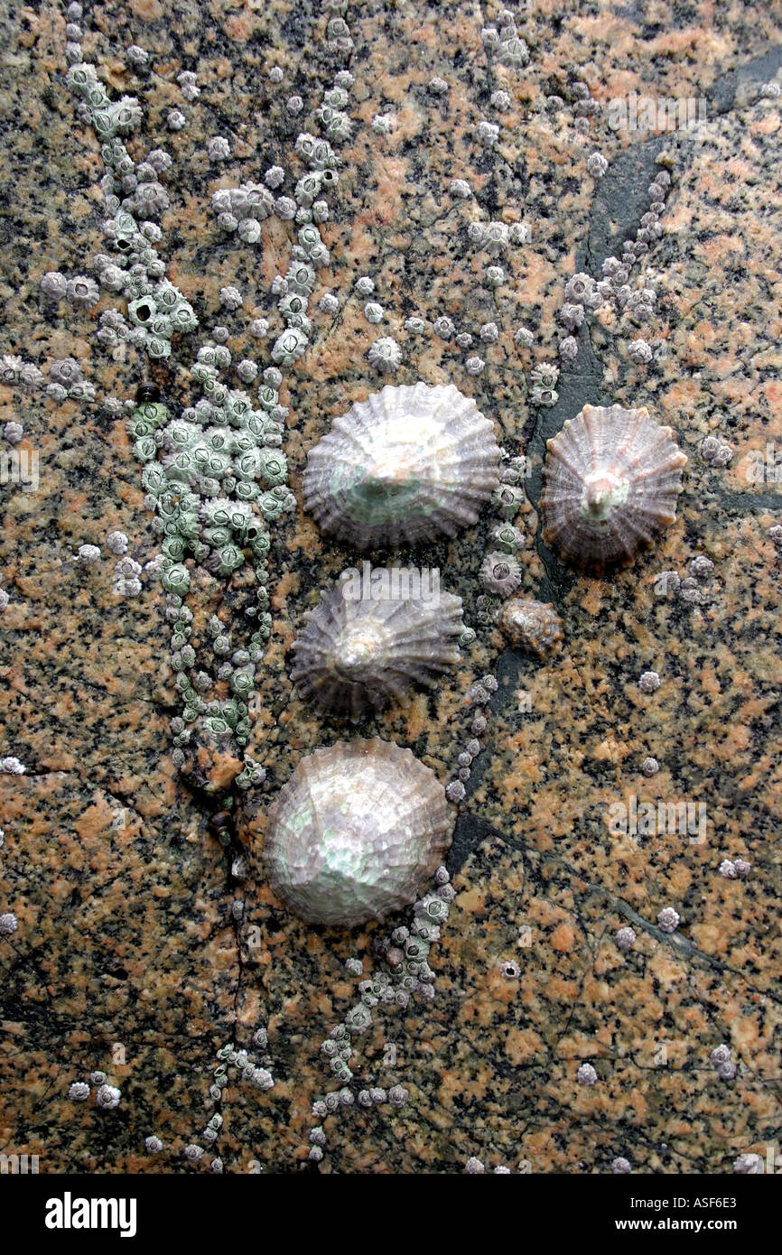 Limpets in an intertidal zone hi-res stock photography and images - Alamy