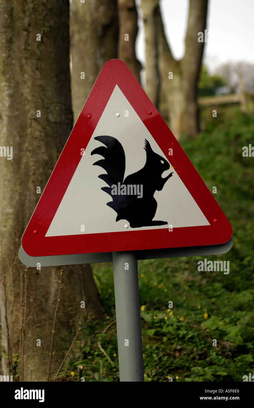 Road sign warning of Red Squirrels Stock Photo - Alamy