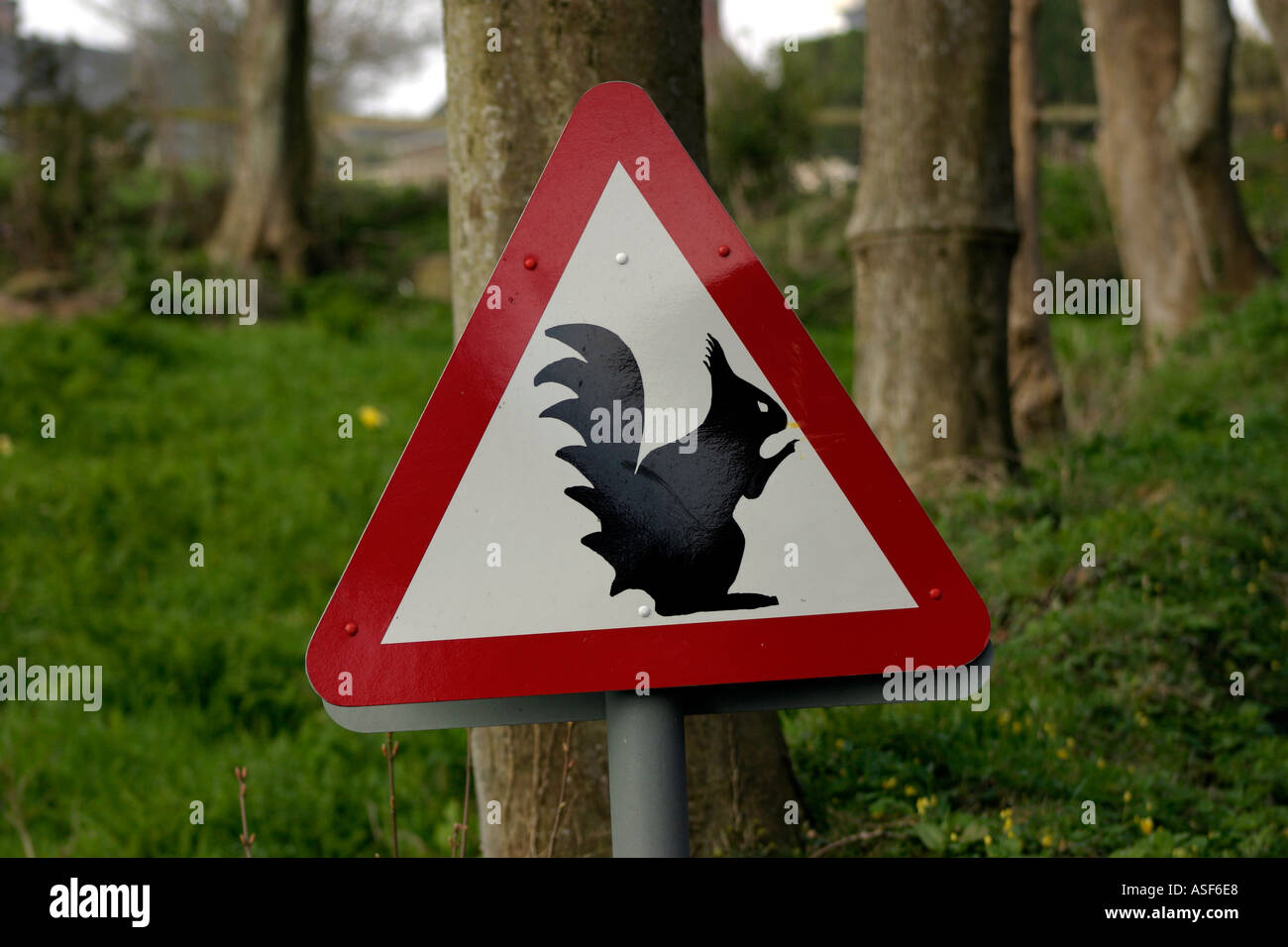 Squirrel road warning sign hi-res stock photography and images - Alamy
