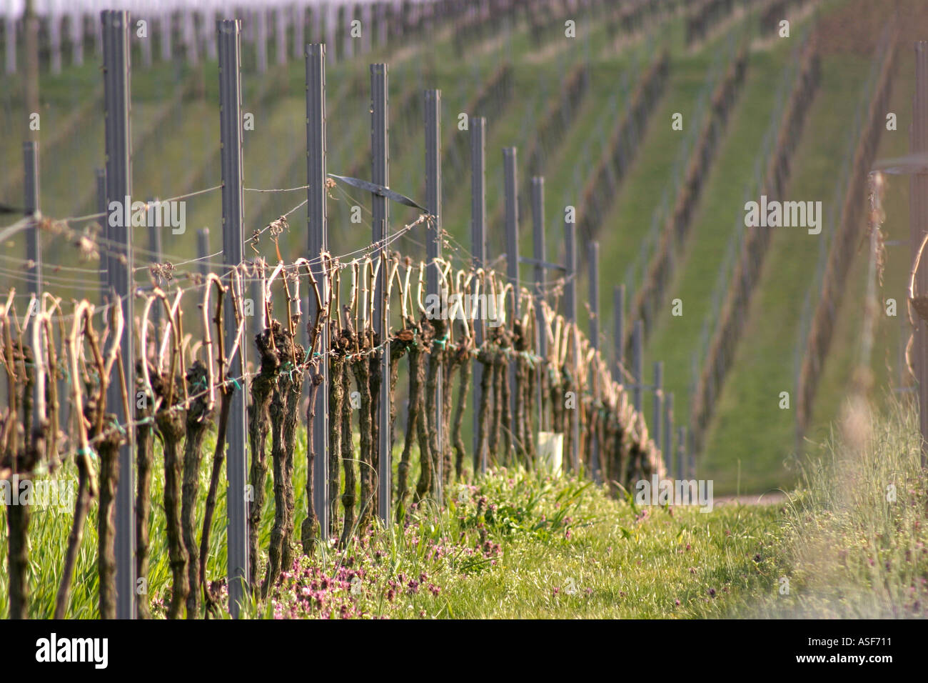 Line of vines hi-res stock photography and images - Alamy
