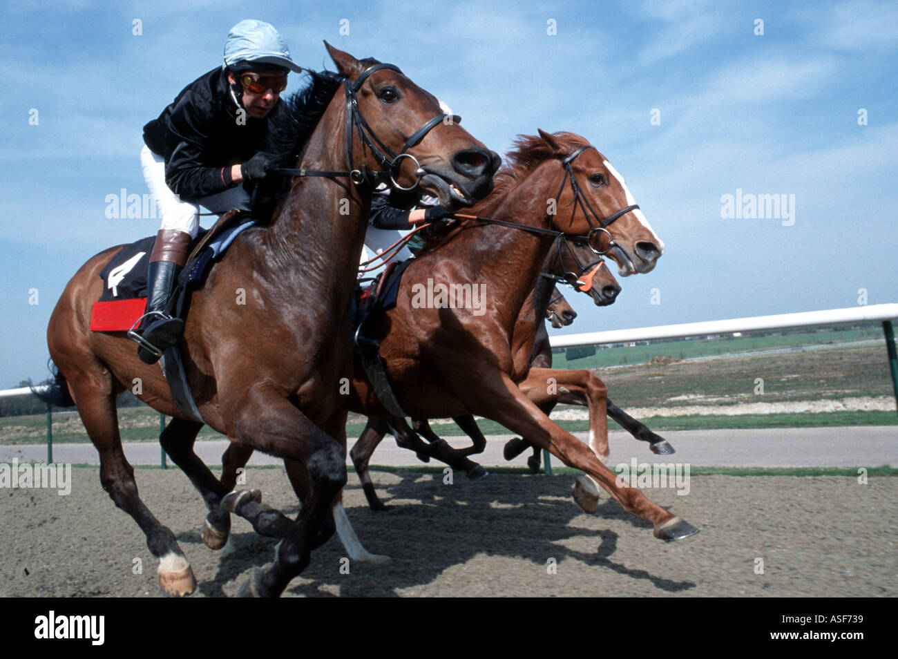 Racehorses horses heads hi-res stock photography and images - Alamy