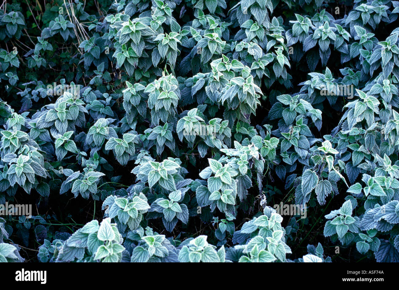 Nettles frozen frost hi-res stock photography and images - Alamy