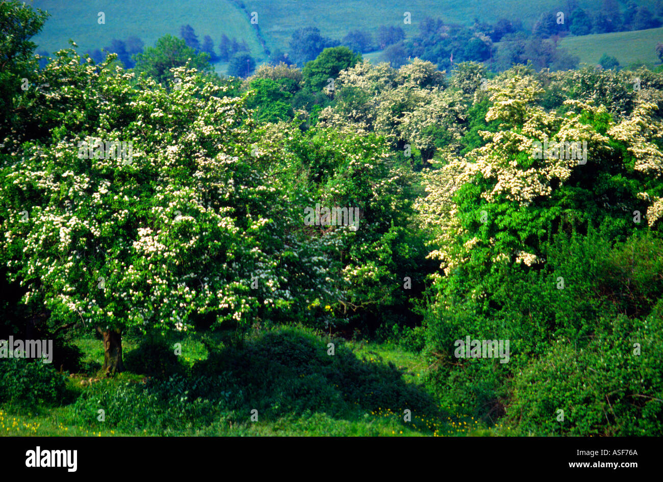 Hawthorn trees in flower in May Somerset England Stock Photo - Alamy