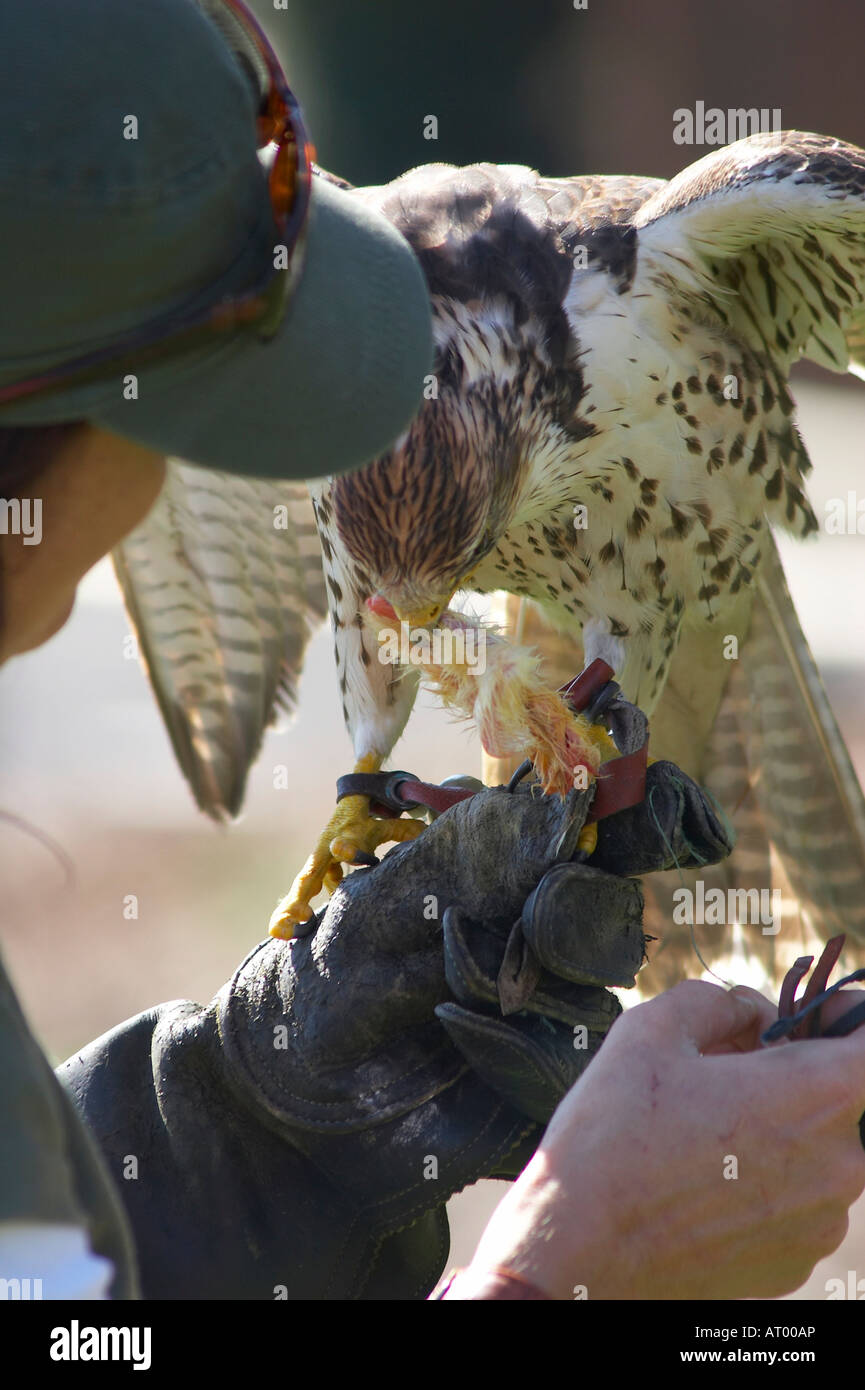 falcon training with falcon's hood Stock Photo - Alamy