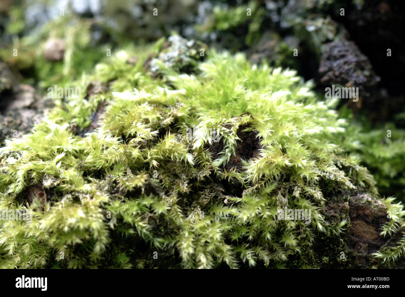 Moss leaves cells hi-res stock photography and images - Alamy