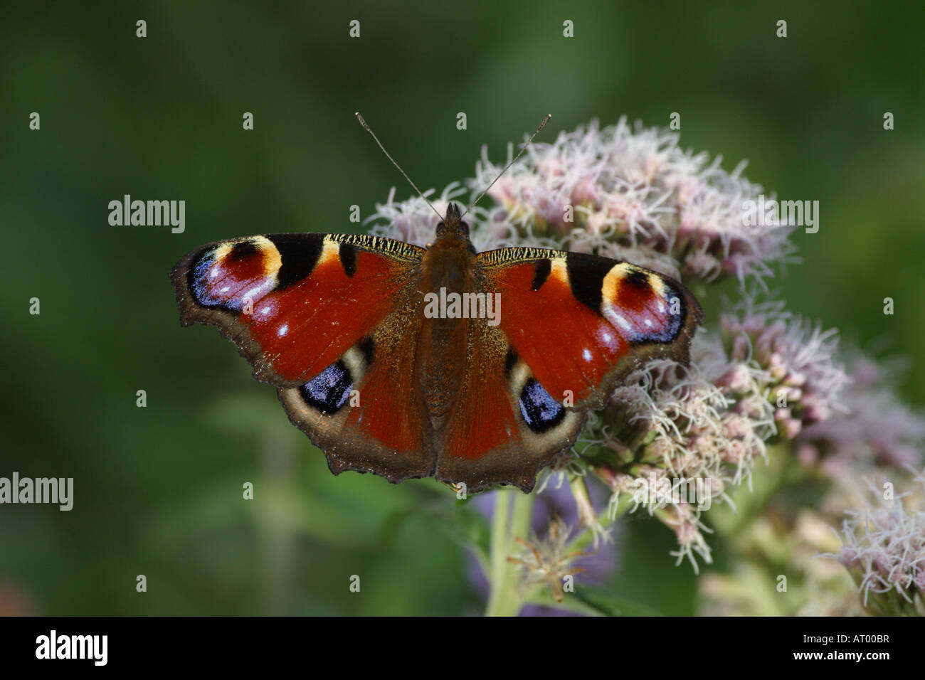 Peacock butterfly Inachis io Stock Photo - Alamy