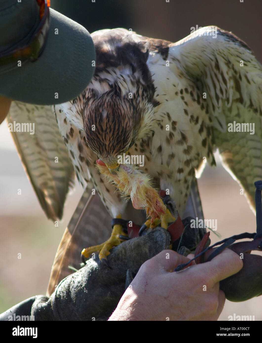 falcon training with falcon's hood Stock Photo - Alamy