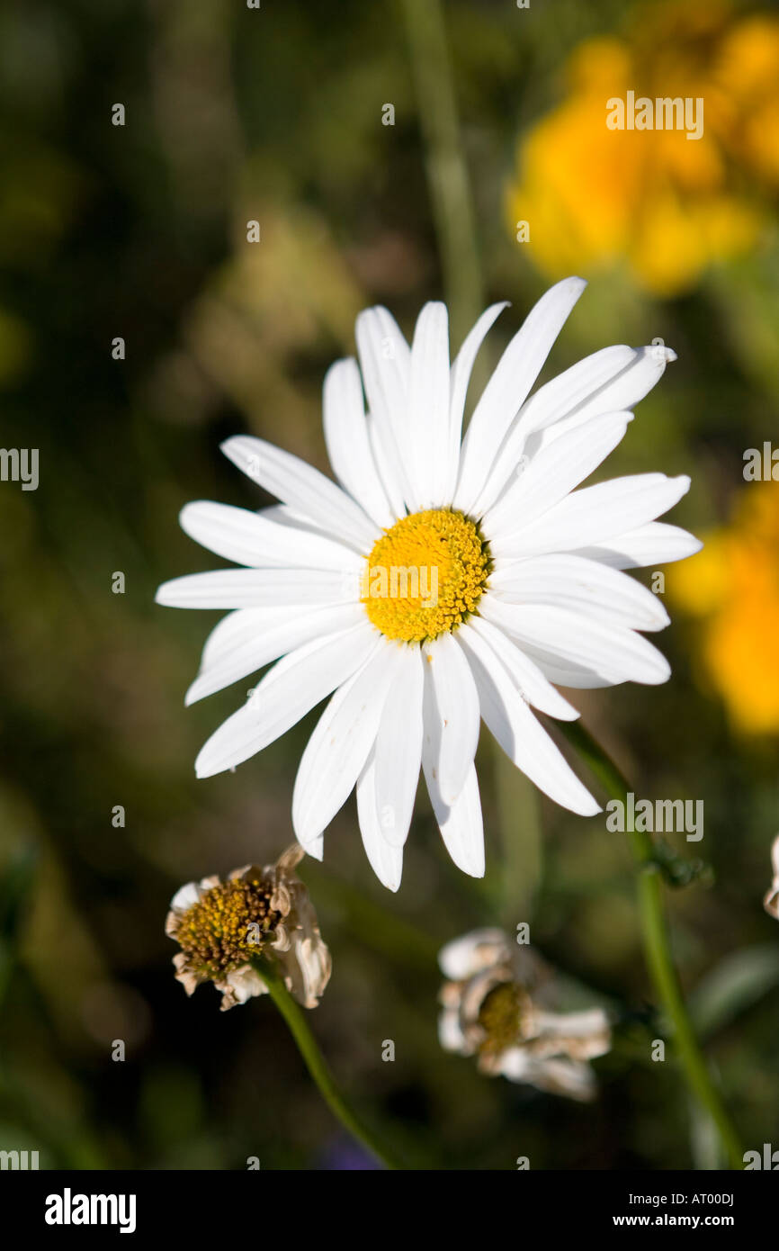 Single white marguerite daisy Stock Photo - Alamy