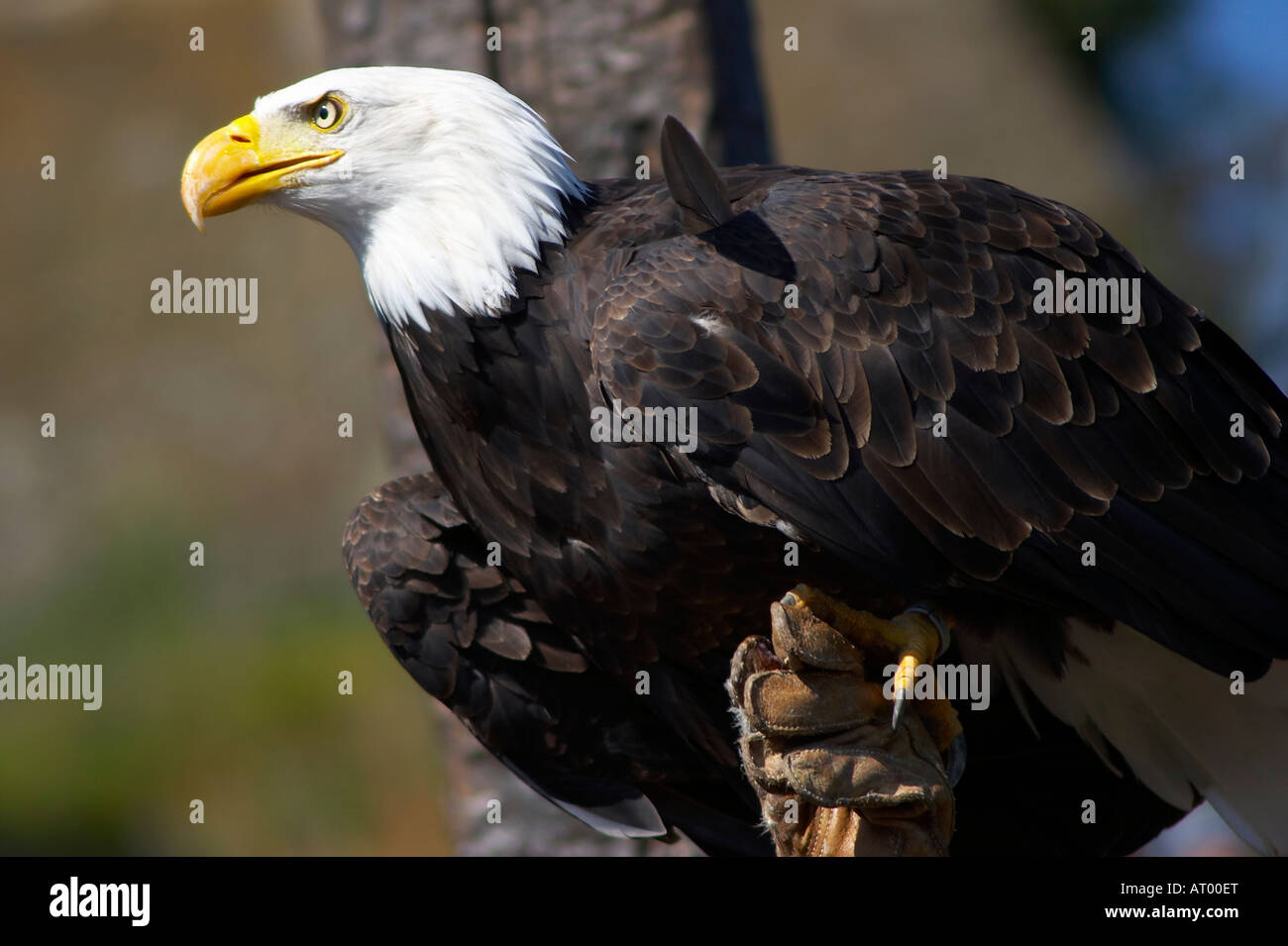eagle at bird of prey show Stock Photo - Alamy