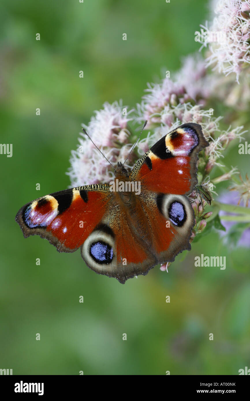 Peacock butterfly Inachis io Stock Photo - Alamy