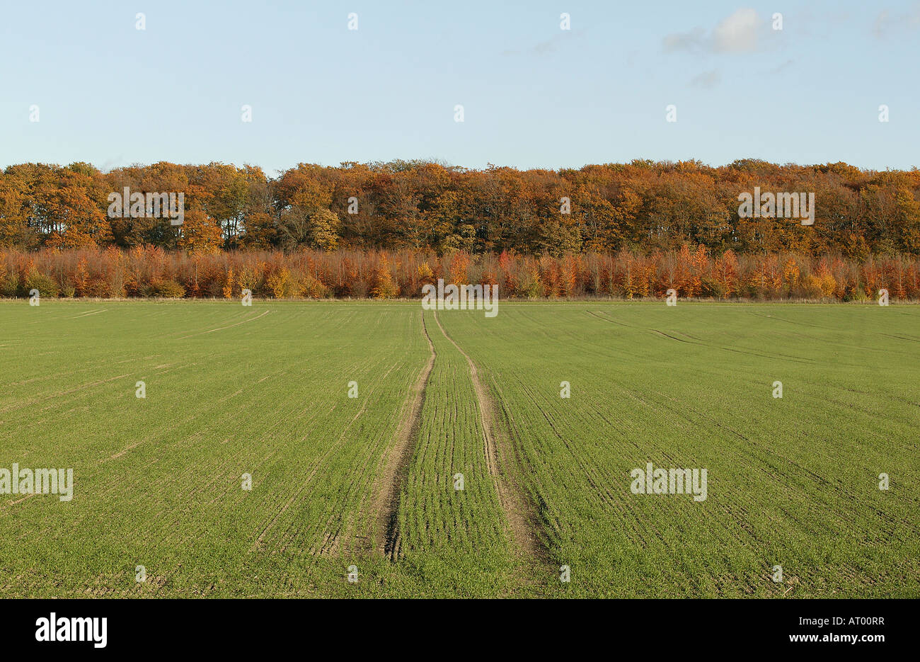 portrait horizontal image of woodland with an agricultural feild ...