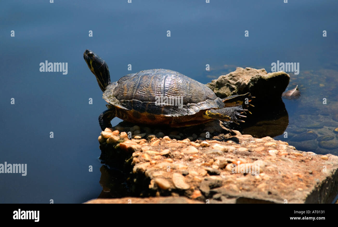 Sitting on turtle hi-res stock photography and images - Alamy